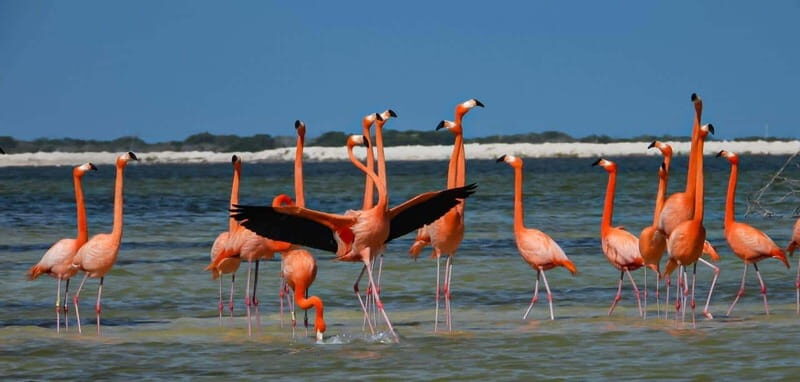 flamingo tour in Rio Lagartos, Yucatan 3 hours - Introduction