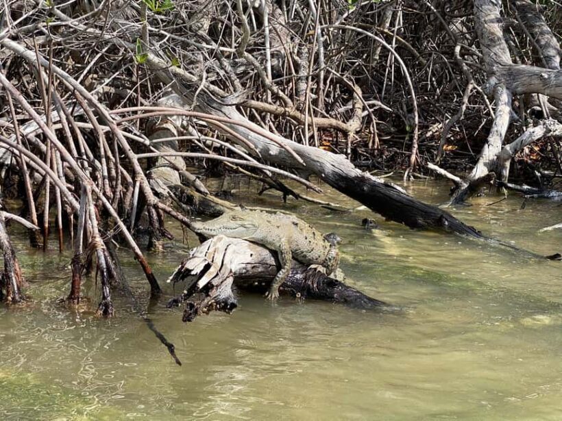 flamingo tour in Rio Lagartos, Yucatan 3 hours - Key Points