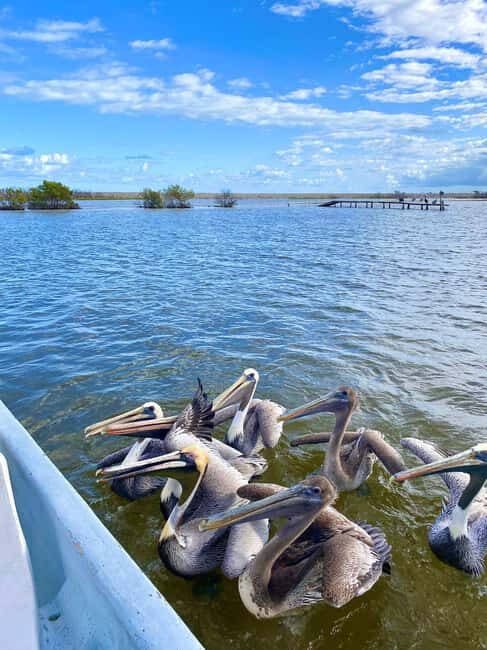 flamingo tour in Rio Lagartos, Yucatan 3 hours - What’s Included and What You Should Bring