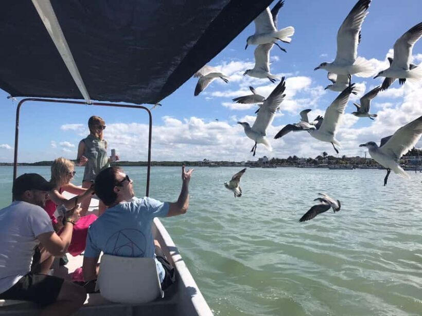 Flamingo tour Rio Lagartos, Yucatan 2 hours - What the Reviews Say