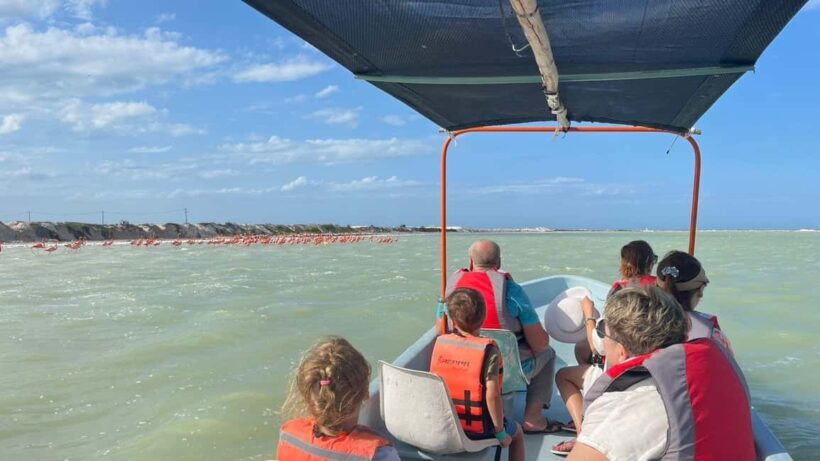Flamingo tour Rio Lagartos, Yucatan 2 hours - The Value of This Experience