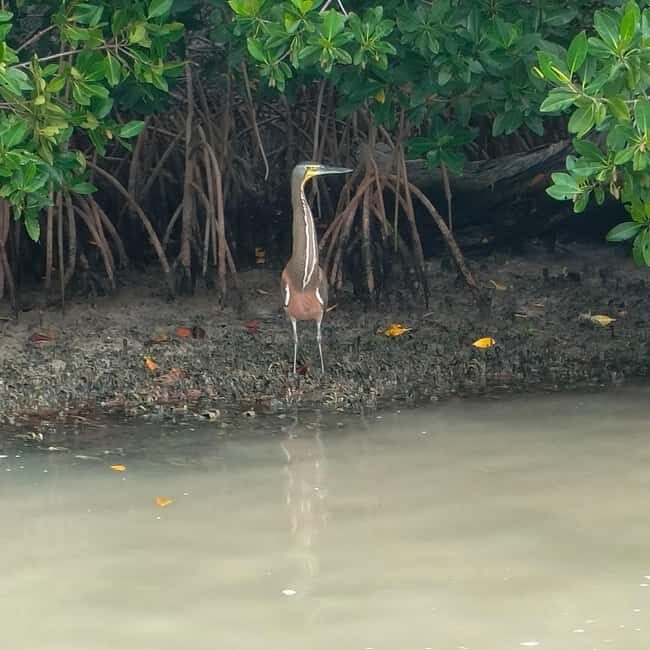 Flamingo tour Rio Lagartos, Yucatan 2 hours - Final Thoughts: Who Should Book This Tour?