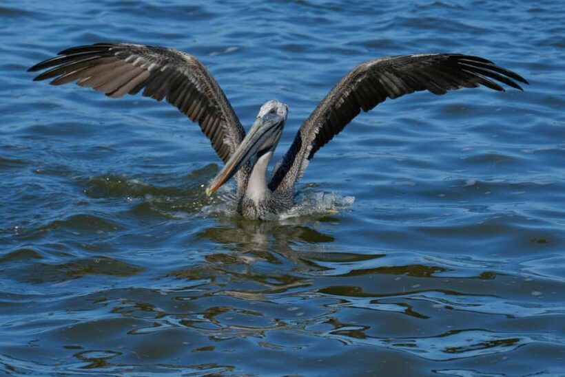 Flamingo tour Rio Lagartos, Yucatan 2 hours - Frequently Asked Questions