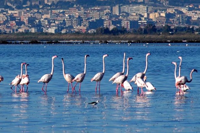 Flamingos Sightseeing Segway Tour - Discovering the Park of Molentargius