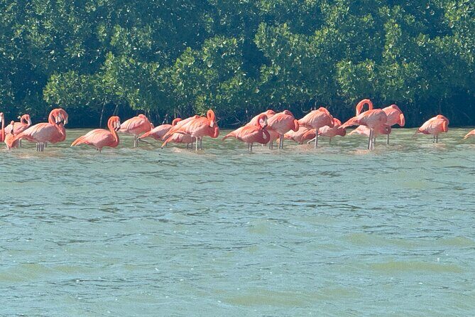 Flamingos Tour in Rio Lagartos Yucatan 2 hours - An In-Depth Look at the Flamingos Tour