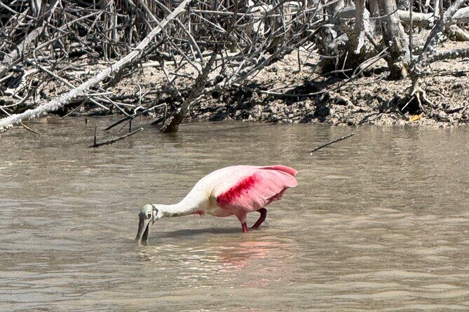 Flamingos Tour in Rio Lagartos Yucatan 2 hours - Who Should Consider This Tour