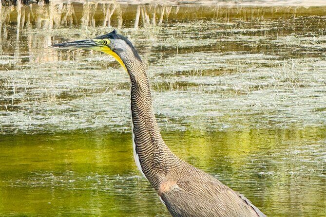 Flamingos Tour in Rio Lagartos Yucatan 2 hours - FAQ