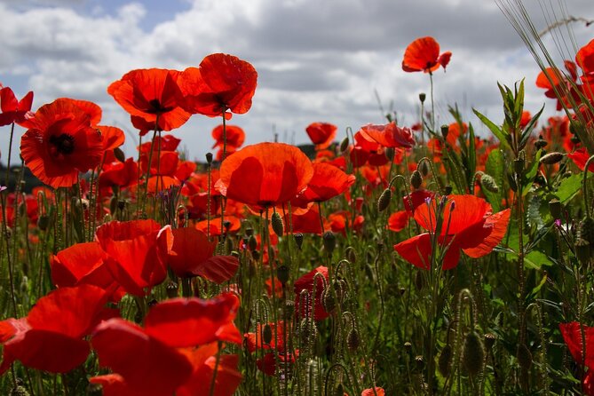 Flanders Fields Remembrance Tour from Brussels - Who Should Consider This Tour?