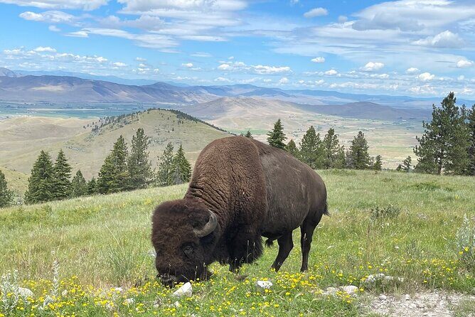 Flathead Lake & Bison Range Scenic Driving Tour - Transportation & Group Size