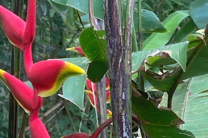 Flavors of Grenada - Final Thoughts: Is “Flavors of Grenada” the Right Tour for You?