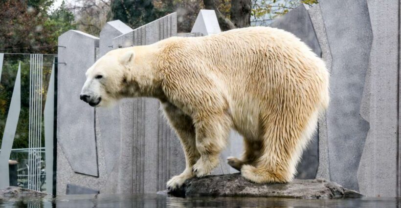 Flexible Private Transport to Schönbrunn Zoo Vienna - Key Points