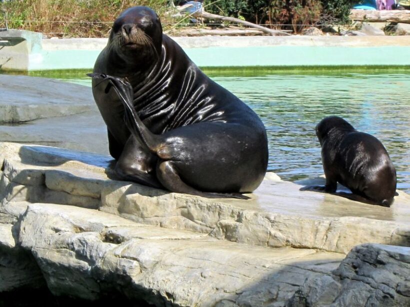 Flexible Private Transport to Schönbrunn Zoo Vienna - The Practicalities and Tips
