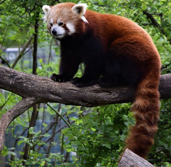Flexible Private Transport to Schönbrunn Zoo Vienna - Who Is This Experience Best For?