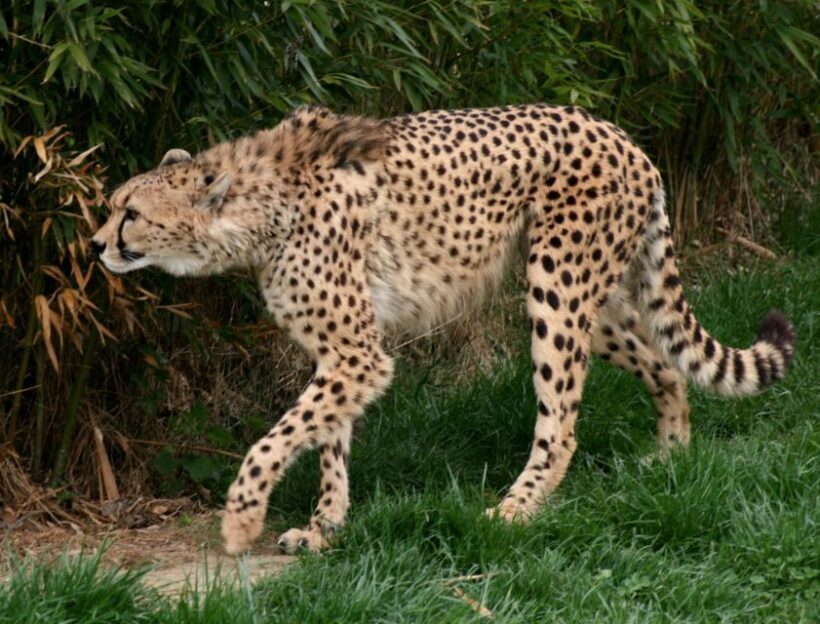 Flexible Private Transport to Schönbrunn Zoo Vienna - FAQ
