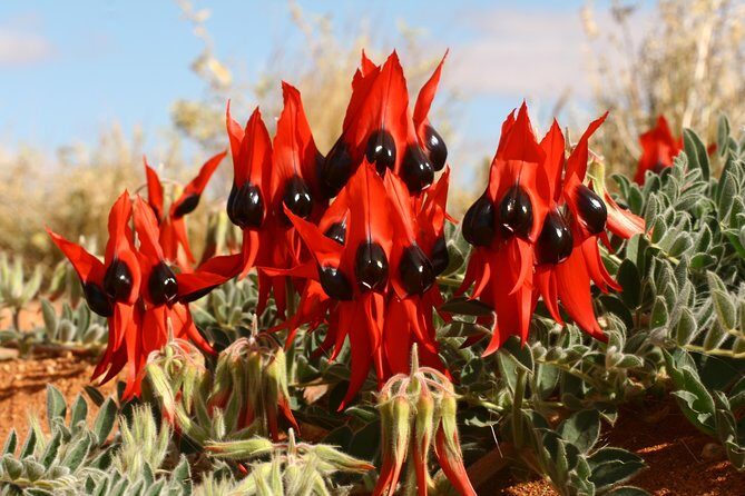 Flinders Ranges 5-Day Small Group 4WD Eco Tour from Adelaide - The Sum Up