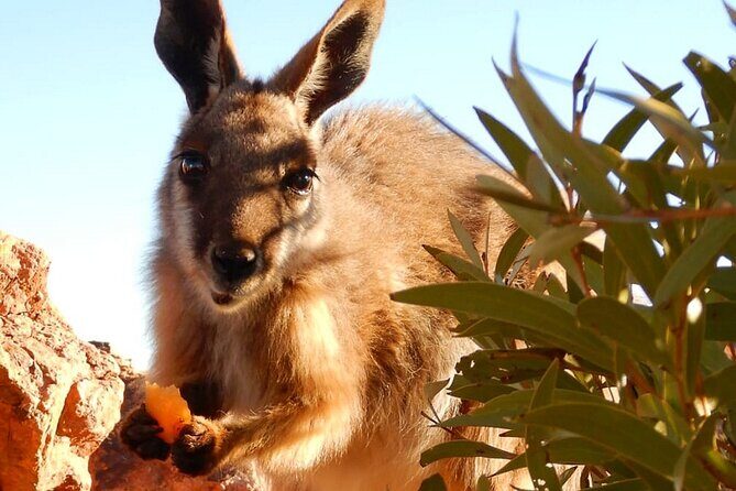 Flinders Ranges 5-Day Small Group 4WD Eco Tour from Adelaide - FAQ