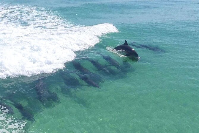 Flippers Adventures 2 Stop Snorkeling and Dolphin Cruise - Key Points