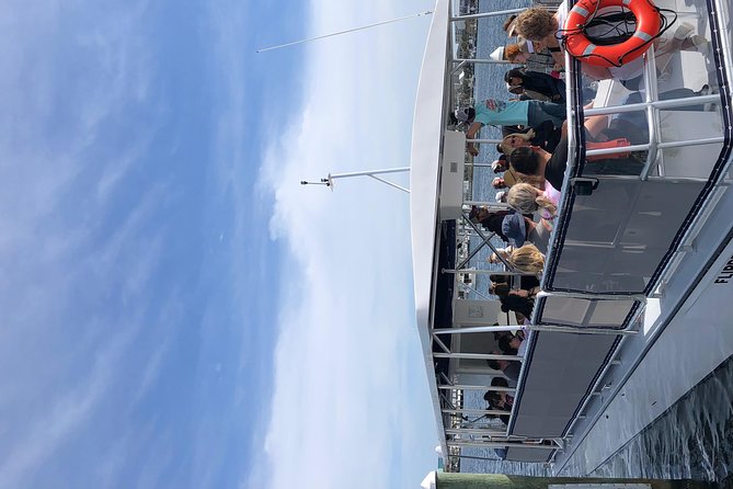 Flippers Adventures Dolphin Cruise - The Sum Up