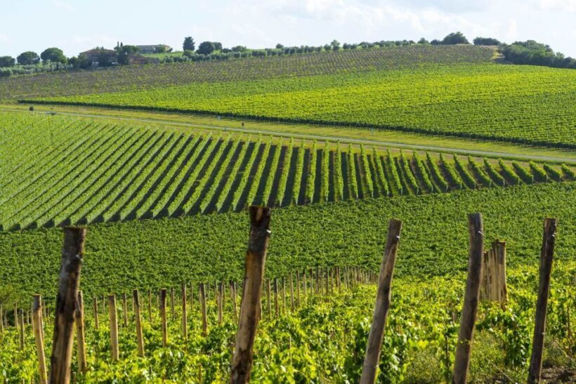 Florence, Accademia Gallery, and Chianti Wine Full-Day Tour - In Summary: Who Will Love This Tour?
