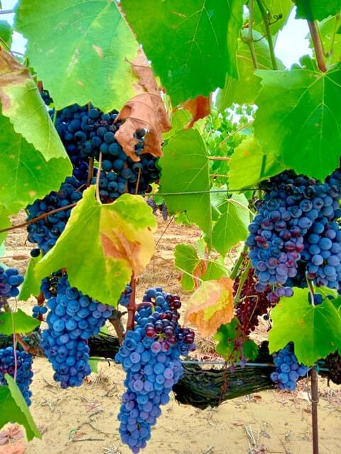 Florence: Countryside Tour with Wine Tasting & Pasta Class - Key Points