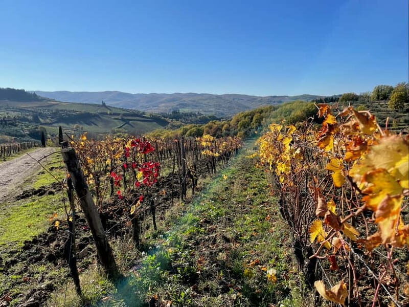 Florence: Hiking Tuscany & Chianti wine 3 wineries and lunch - The Tuscan Lunch and Wine Pairing