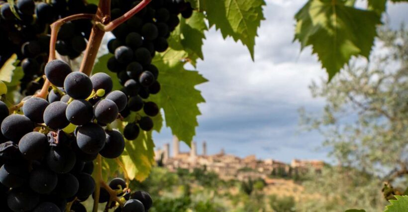 Florence or Bologna: 3 Cellar Tours in Chianti with Lunch - An In-Depth Look at the Tour