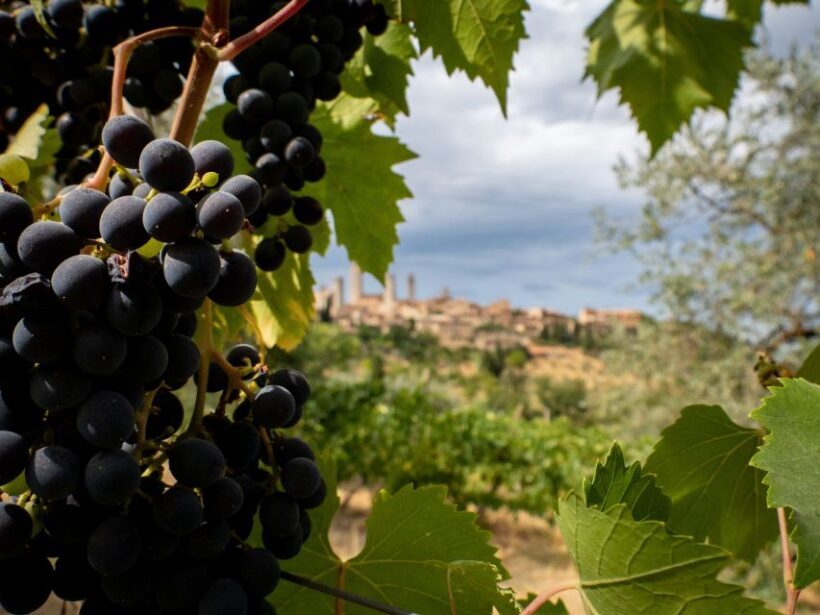 Florence or Bologna: 3 Cellar Tours in Chianti with Lunch - Final Thoughts