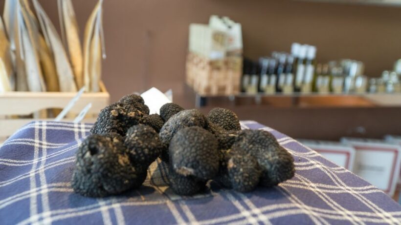 Florence: Truffle Hunting and Vinci with Lunch and Winery - What to Expect from the Tuscany Truffle and Vinci Tour