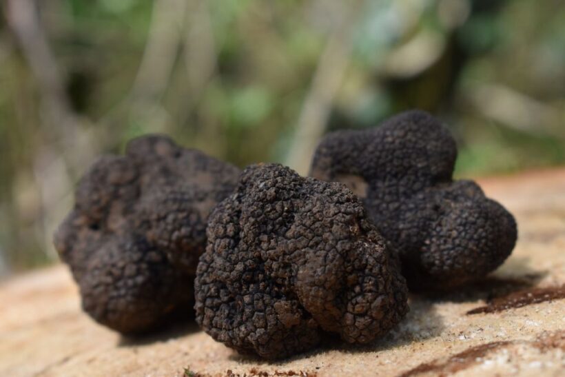 Florence: Tuscany Truffle Hunt Culinary Adventure Tour - Final Thoughts