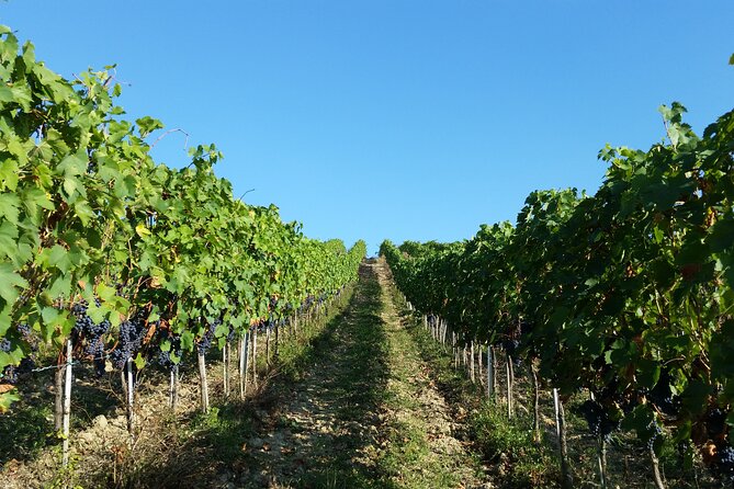 Florence: Wine Making Private Experience In a Vineyard in Tuscany - Final Thoughts