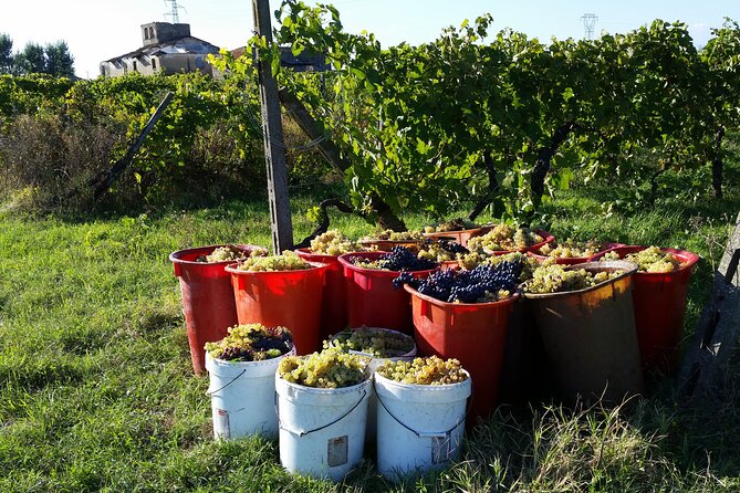 Florence: Wine Making Private Experience In a Vineyard in Tuscany - FAQs