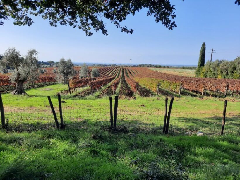 Florence Wine Tour with Traditional Lunch, Private Winery - The Scenic Stops and Photo Opportunities