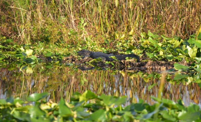 Florida: 90 Minute Everglades Cruise - The Itinerary Breakdown