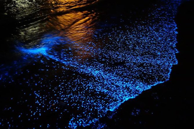 Florida Bioluminescence Kayaking Tour (Titusville) - The Experience: What Youll See and Feel