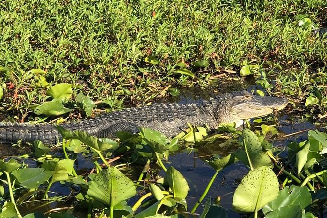 Florida Everglades Airboat Tour and Wild Florida Admission with Optional Lunch - Practicalities and Tips for Travelers