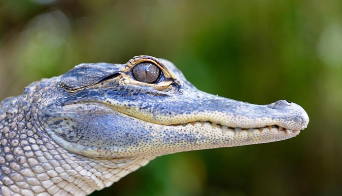Florida Everglades Airboat Tour and Wild Florida Admission with Optional Lunch - How the Experience Adds Value