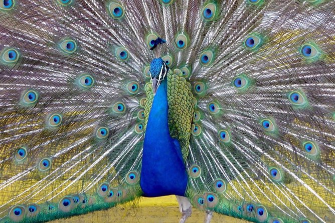 Florida Everglades Night Airboat Tour Near Fort Lauderdale - Pricing Details and Booking Information