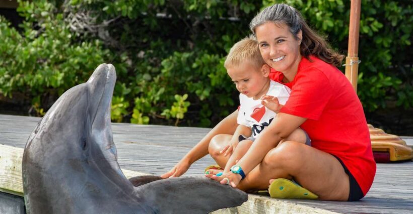 Florida Keys: Dockside Dolphin Experience - The Experience in Detail