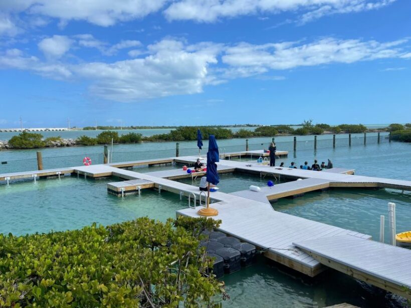 Florida Keys: Dockside Dolphin Experience - Who Might Not Find This Experience Suitable?