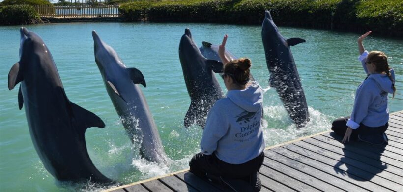 Florida Keys: Dockside Dolphin Experience - FAQ