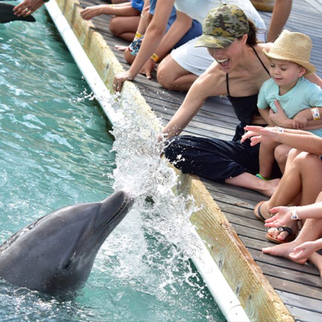 Florida Keys: Dockside Dolphin Experience - Frequently Asked Questions
