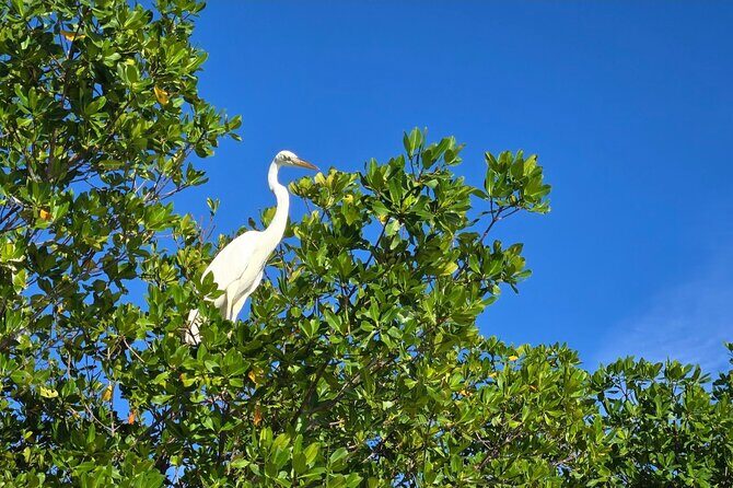 Florida Keys Kayak And Paddleboard Rentals - Key Points