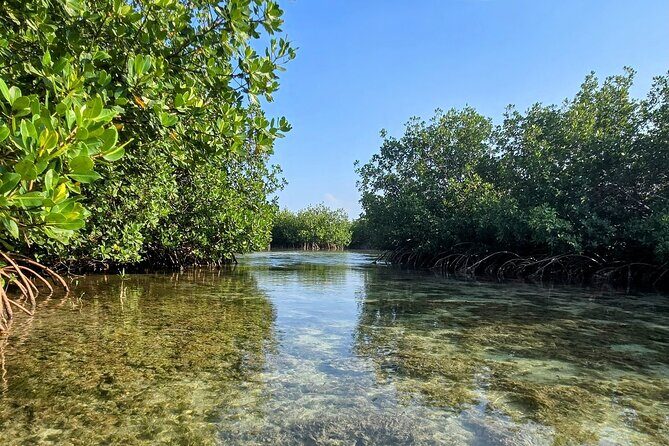 Florida Keys Kayak And Paddleboard Rentals - Authentic Experiences Drawn from Reviews