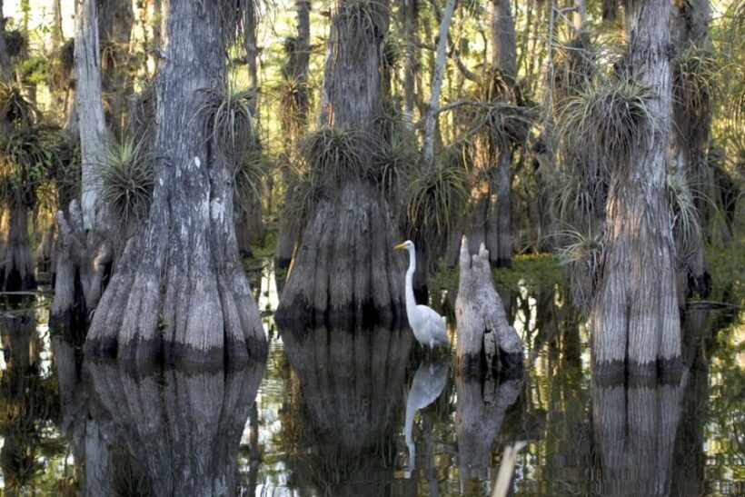 Florida Keys: Key West Kayak Eco Tour with Nature Guide - What the Reviewers Say