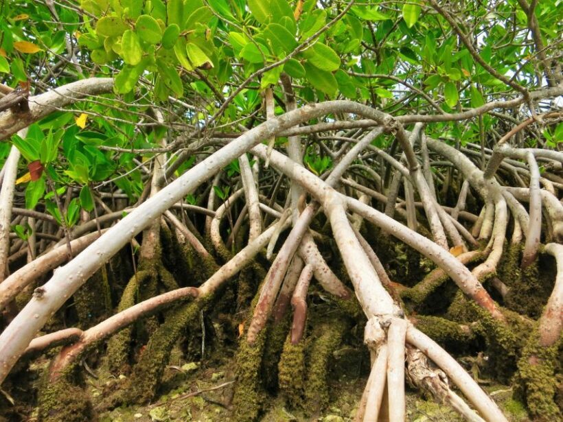 Florida Keys: Key West Kayak Eco Tour with Nature Guide - The Sum Up