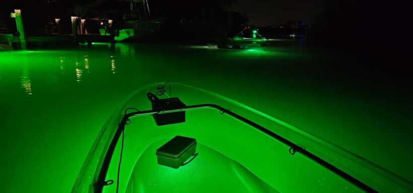 Florida: Sharkey's Guided Fish Feeding LED Night Tour - Key Points