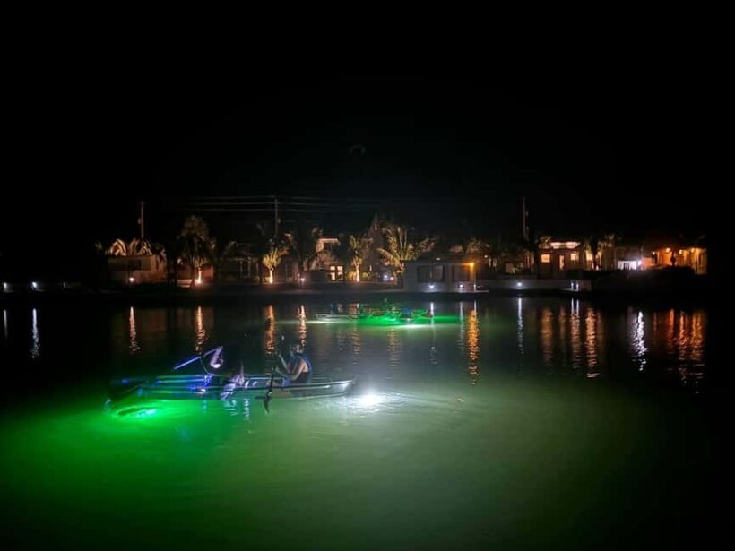 Florida: Sharkey's Guided Fish Feeding LED Night Tour - Practical Details and Tips