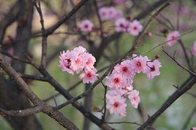 Flower day-trip in Beijing Olympic Forest Park - Key Points