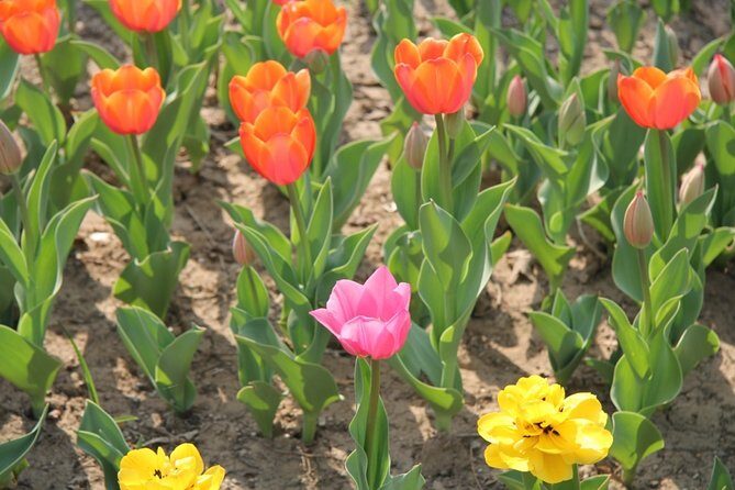 Flower day-trip in Beijing Olympic Forest Park - Exploring the Itinerary: A Closer Look