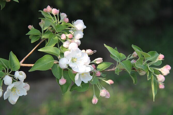 Flower day-trip in Beijing Olympic Forest Park - Authenticity and Local Flavor